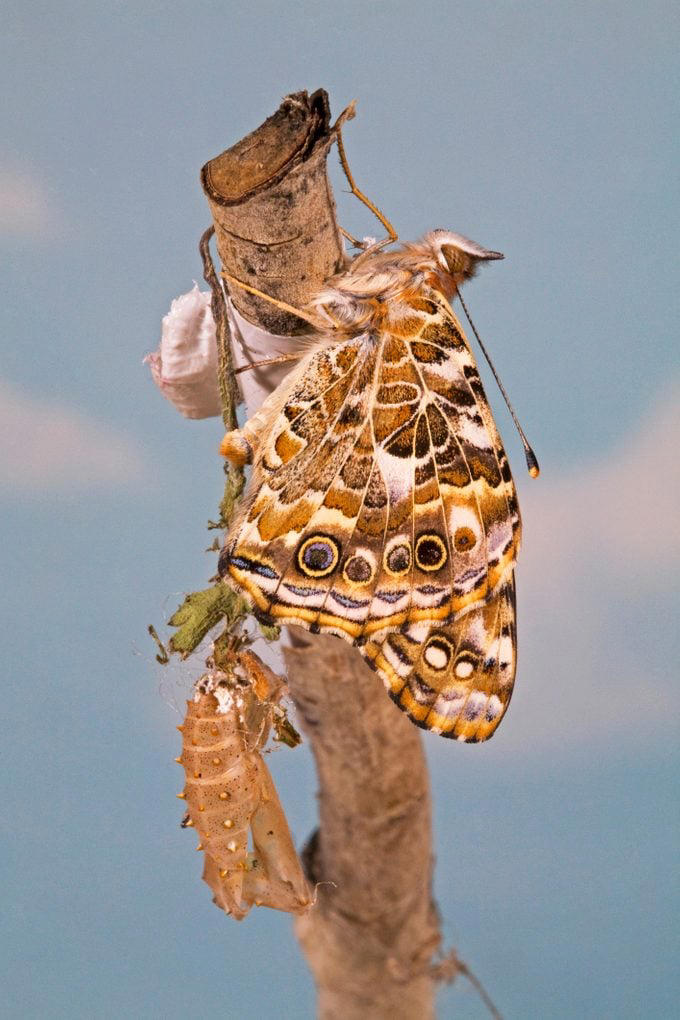 Painted Lady Butterfly Life Cycle and Migration