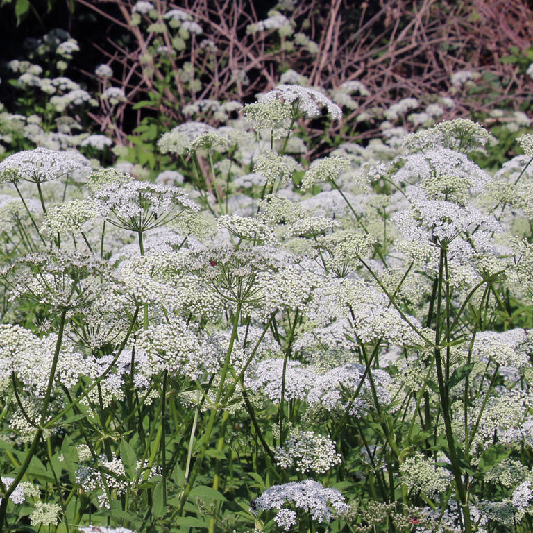 Should you get rid of ground elder? What the RHS's chief ...
