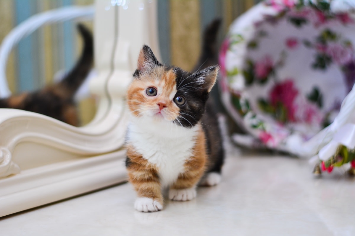 Persian Munchkin Micro-Kitten Is the Cutest Little Low Rider You'll ...
