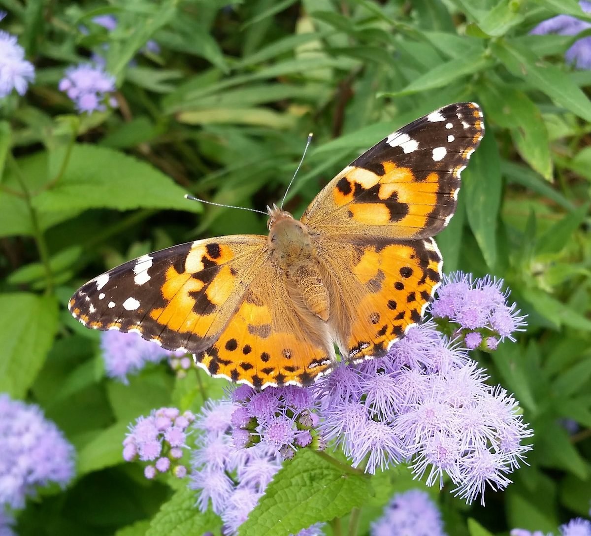 Painted Lady Butterfly Life Cycle and Migration