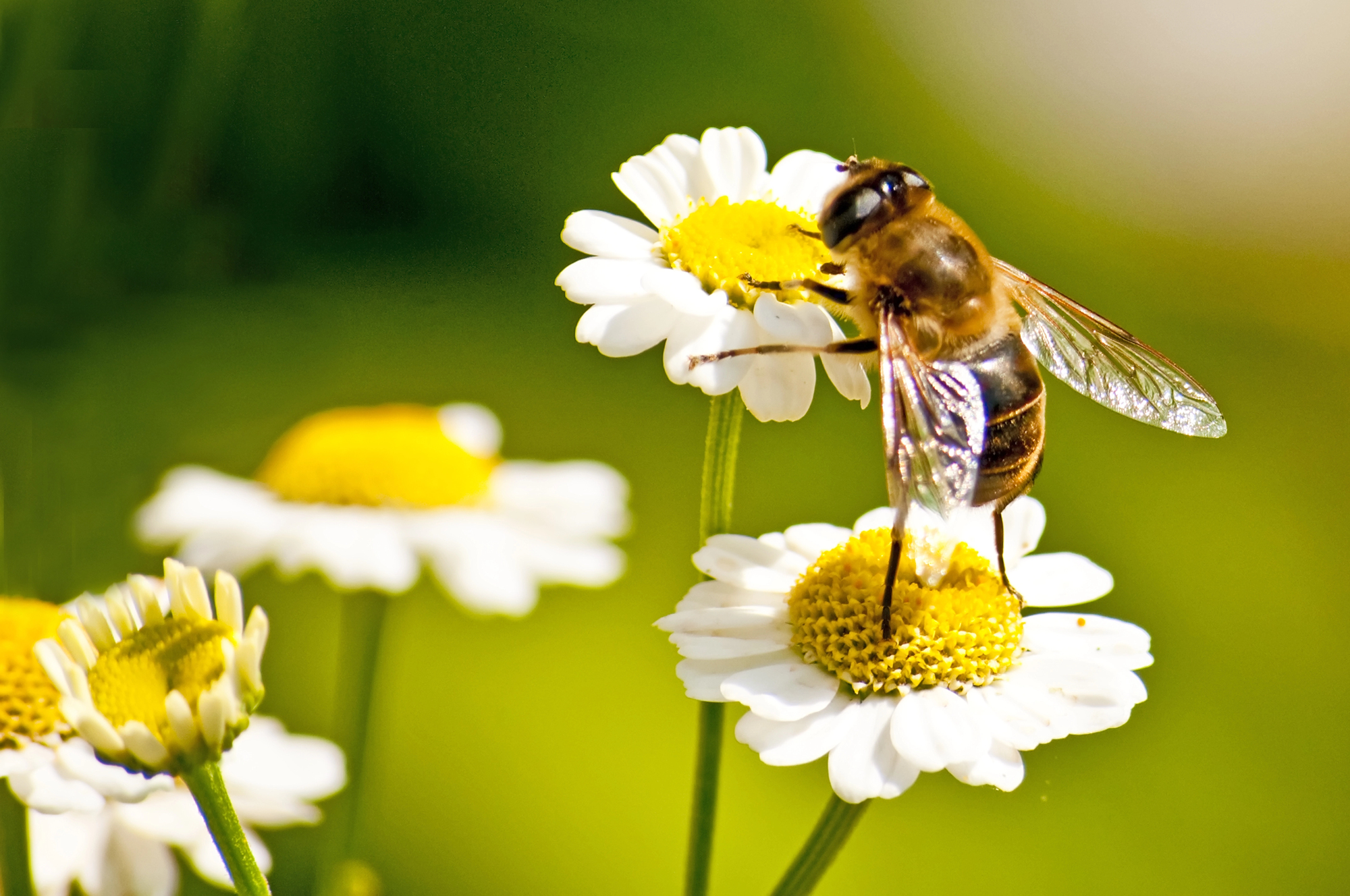 15 Facts to Celebrate World Bee Day