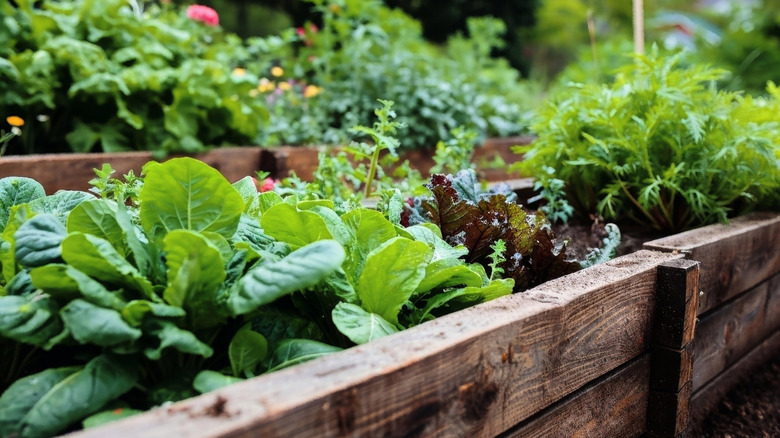 The Easy-To-Grow Vegetable That'll Flourish In Your Raised Garden Beds