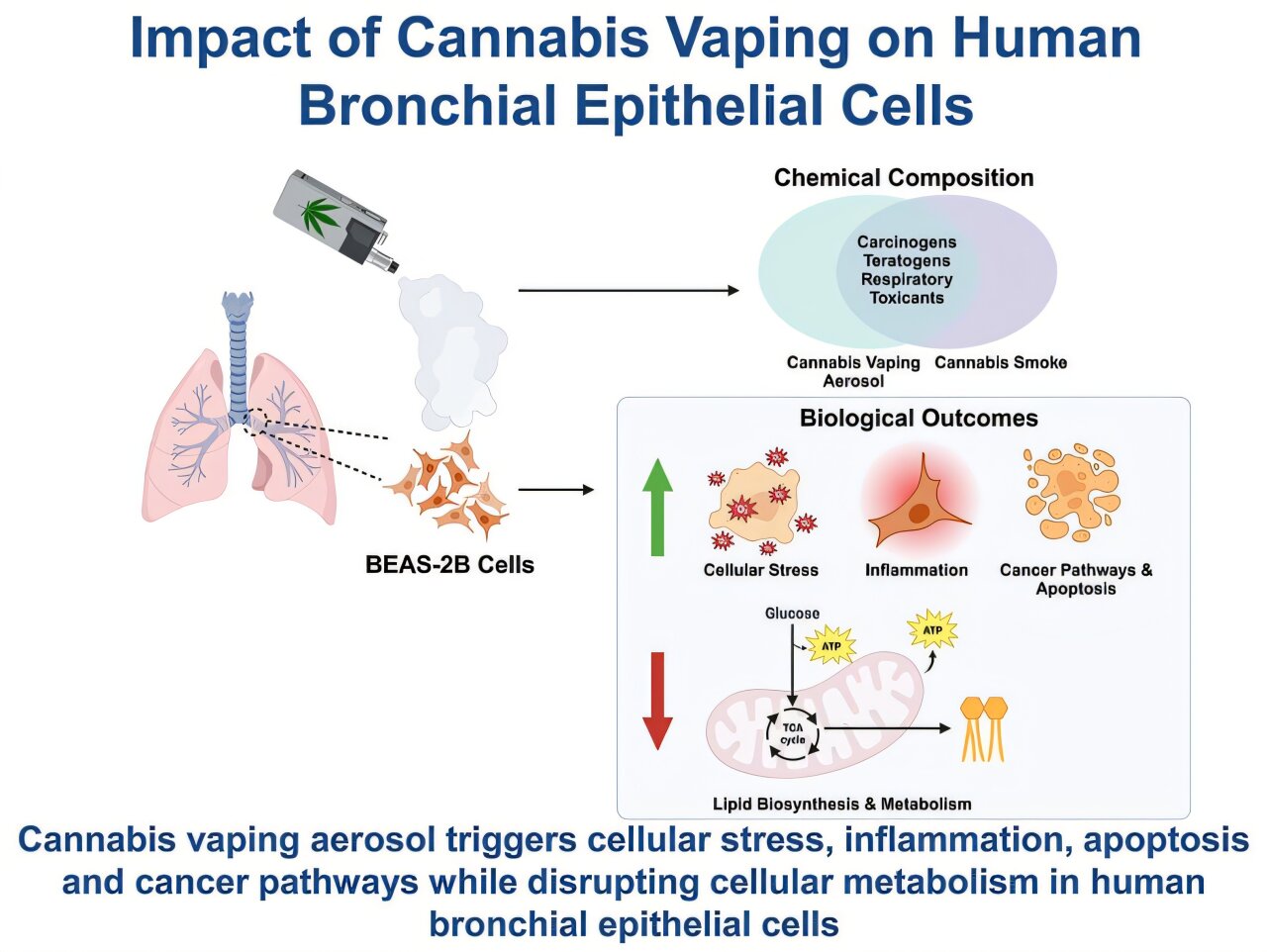 Vaping cannabis found to expose lung cells to toxic and cancer-linked ...