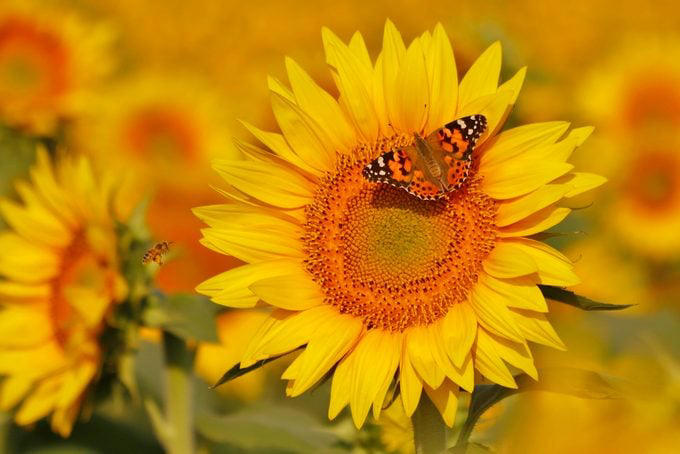 Painted lady butterfly life cycle and migration