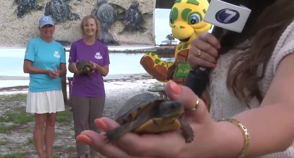 9th Annual Forgotten Coast Sea Turtle Festival