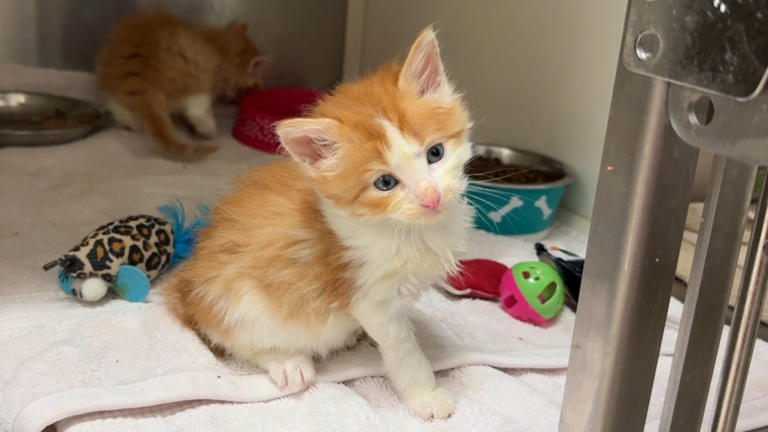 Finding Solutions: foster seminar helping crowded shelters