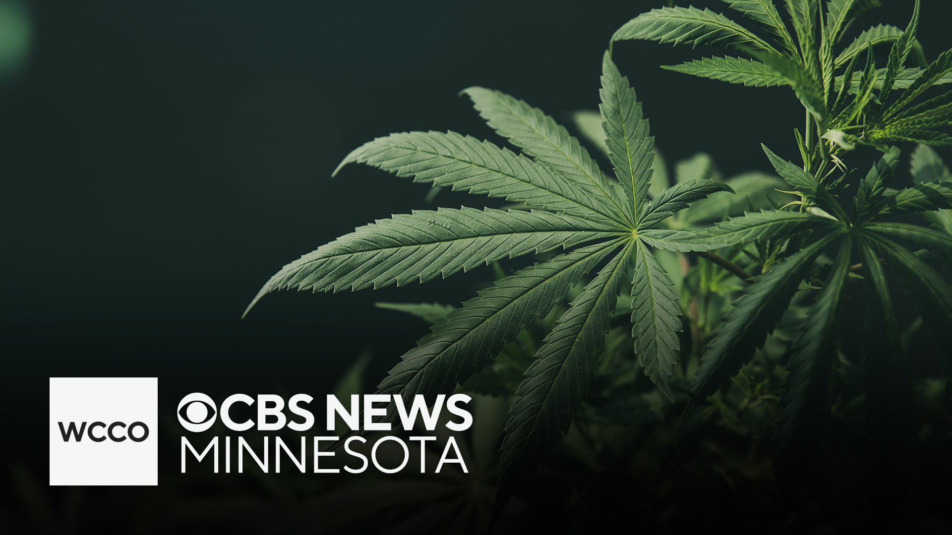 Minnesota’s first marijuana dispensary outside of tribal lands opens ...