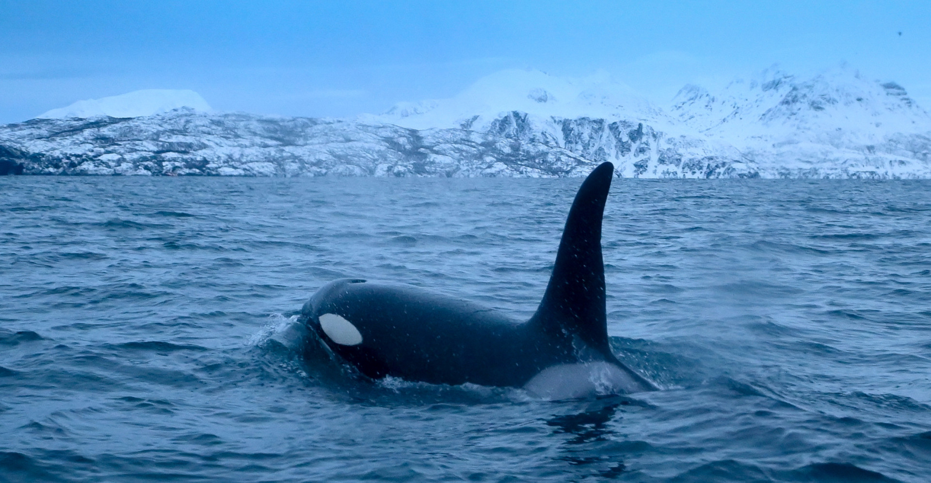 Por que orcas são gênios do mal?