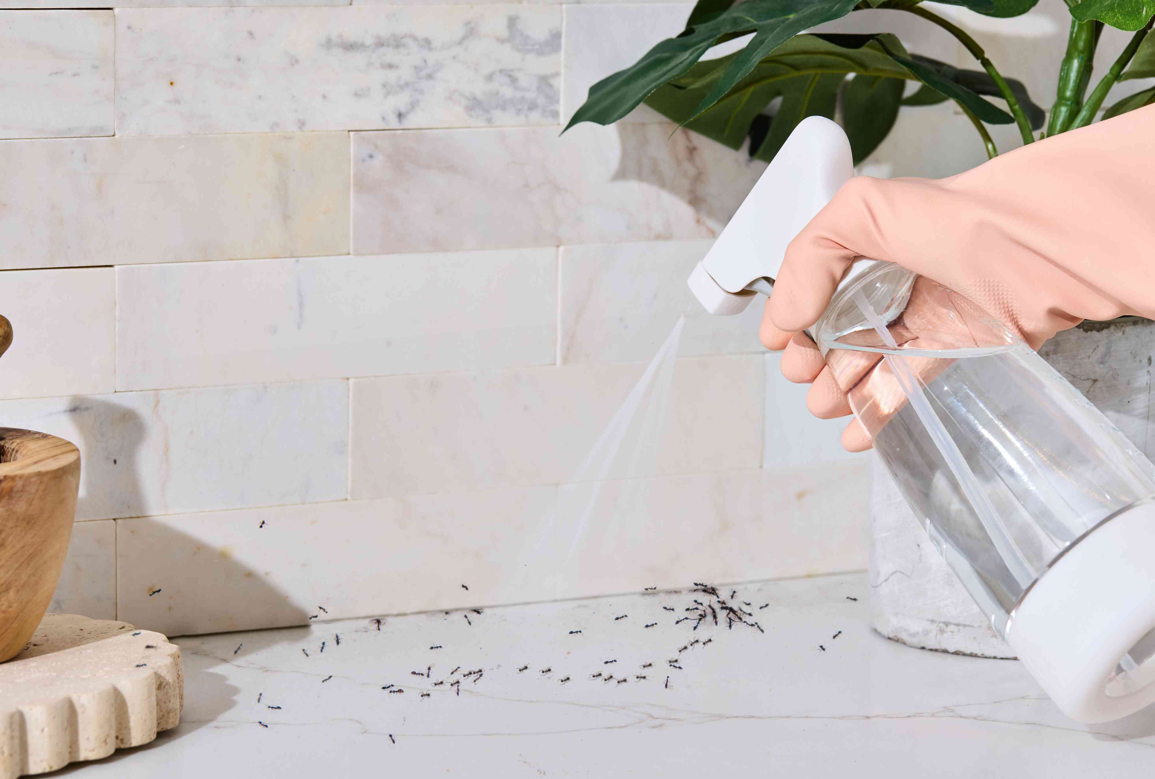 Does vinegar actually get rid of ants? Pest pros break down what works ...