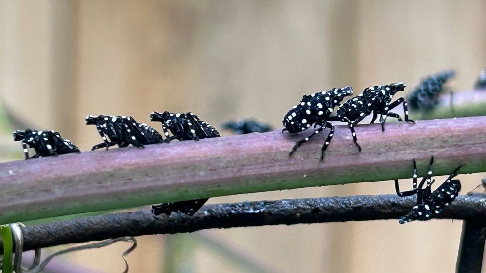 Spotted Lanternfly quarantines in Virginia lifted after insects fully ...