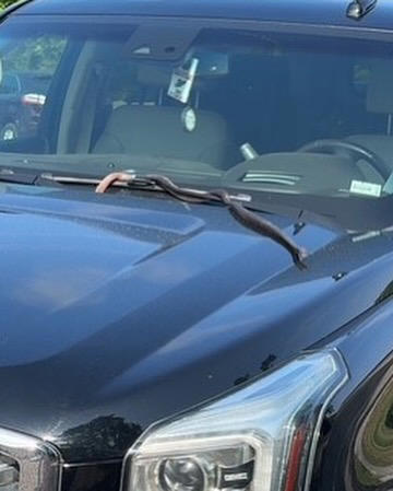 Missouri mom’s drive takes wild turn as snake pops out of car hood