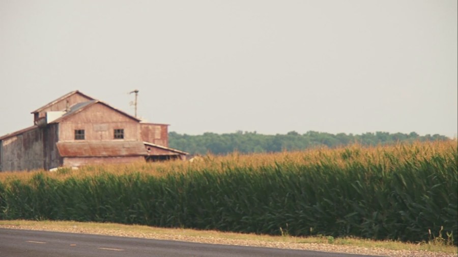 Mississippi sweet corn ripens for harvest
