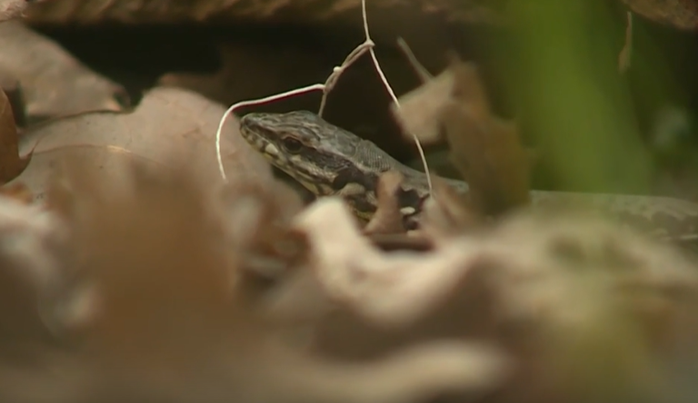 They were smuggled from Italy by a child. Now, there's millions of ...