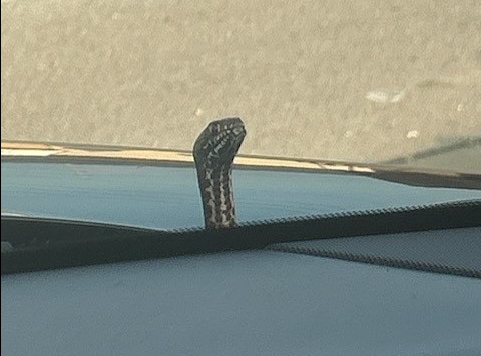 Missouri mom’s drive takes wild turn as snake pops out of car hood