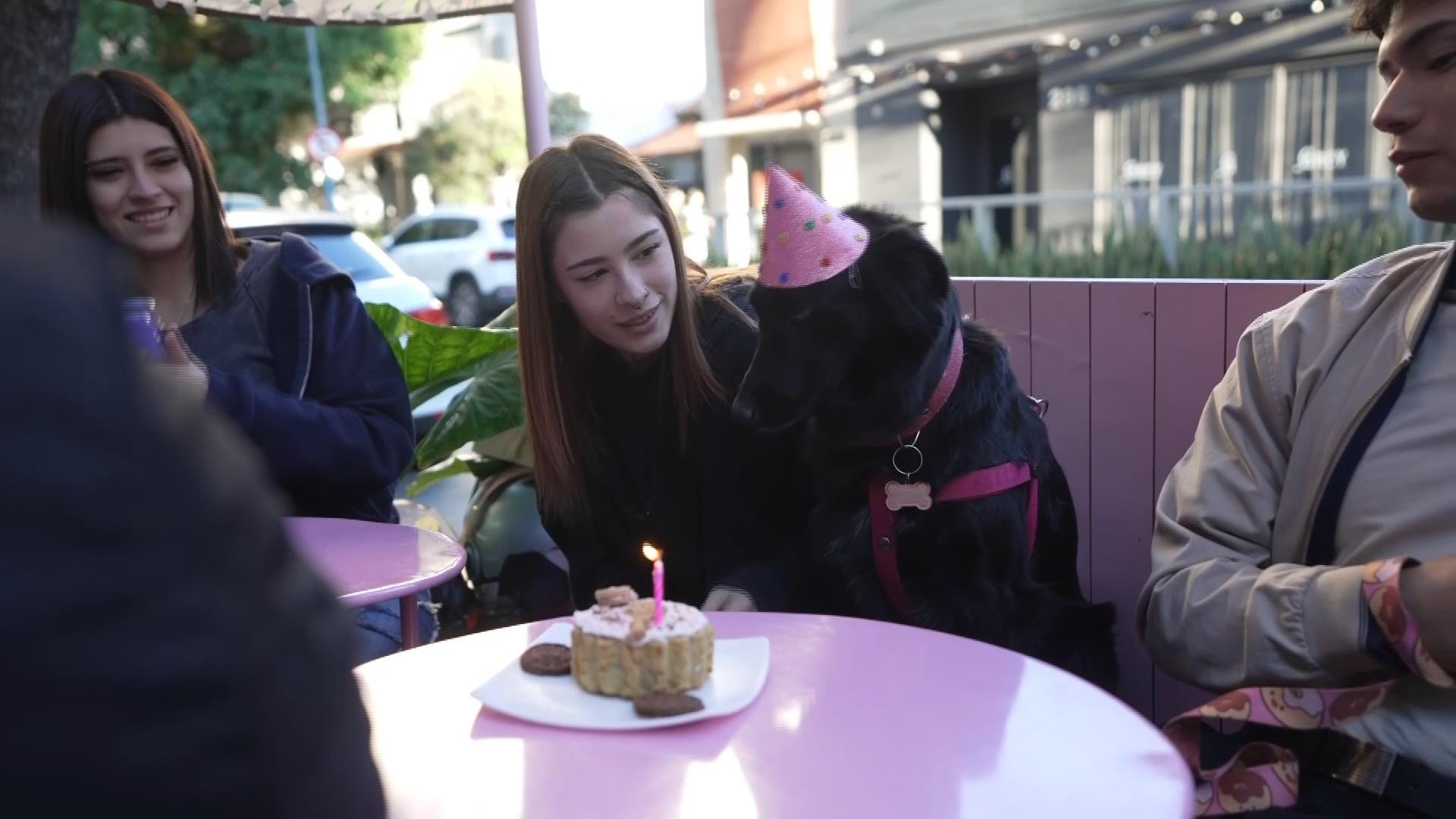 As more Argentines go childless, pampered dogs become part of the family