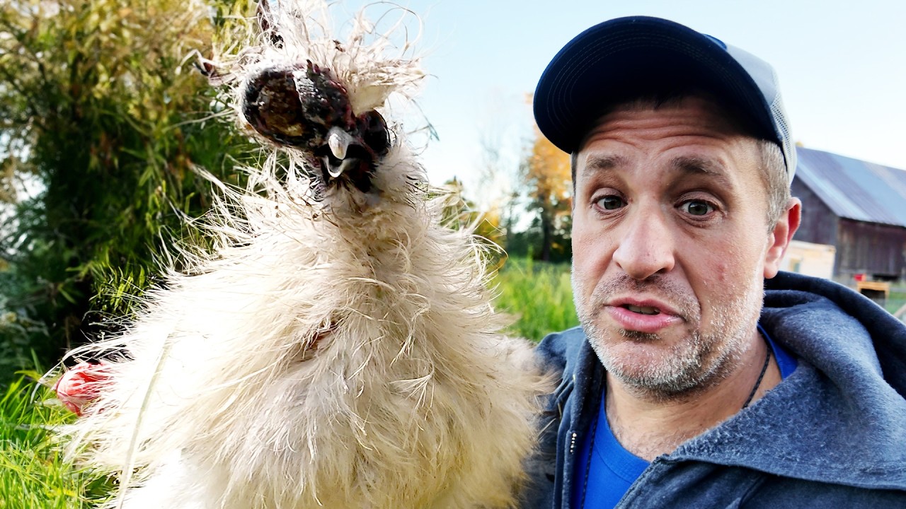 Weird chicken develops tumor on Vermont family farm