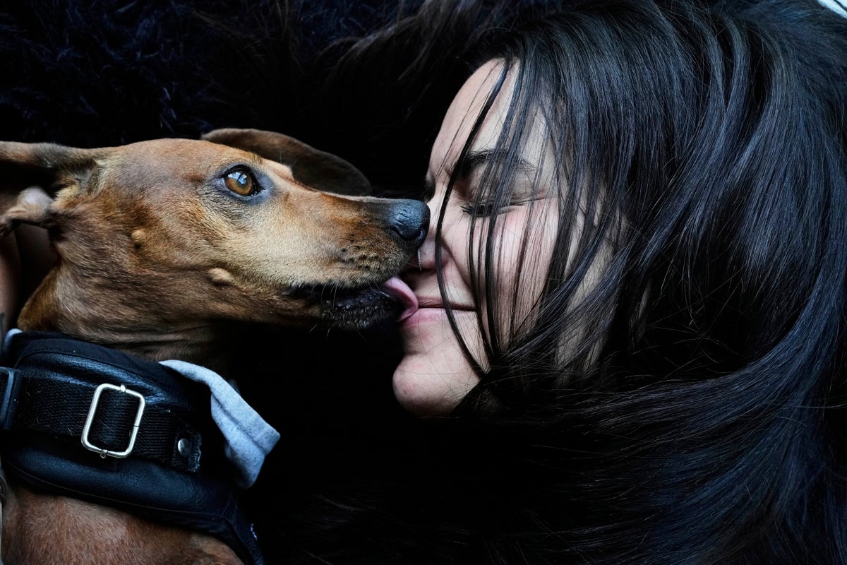 AP PHOTOS: As more Argentines go childless, pampered dogs become part ...