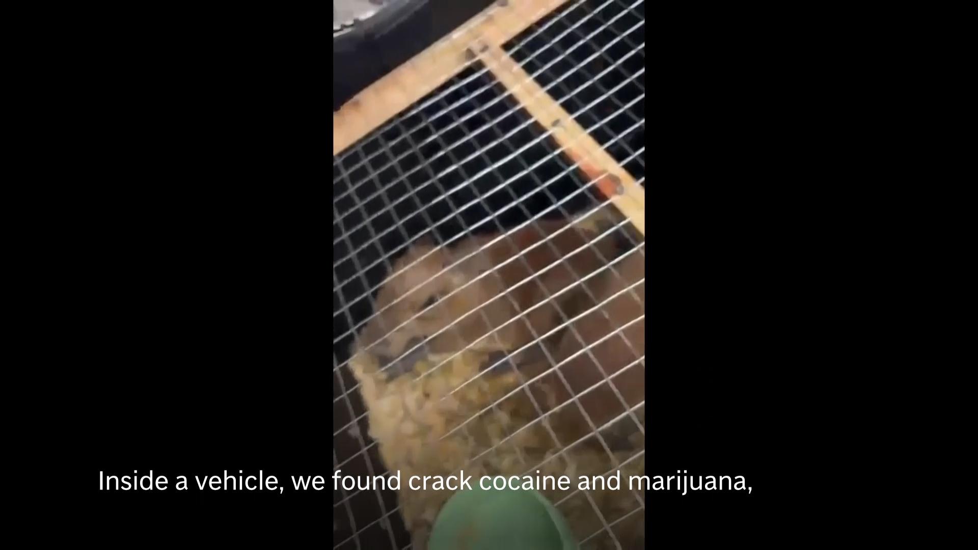 Costa Rica police seize 5 capybaras, crack cocaine and marijuana from ...