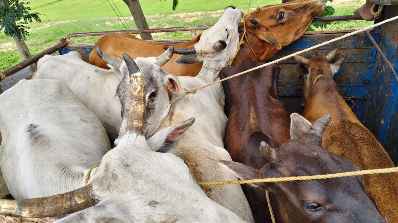 27 cows rescued as West Bengal police foil cattle smuggling bid, 15 ...