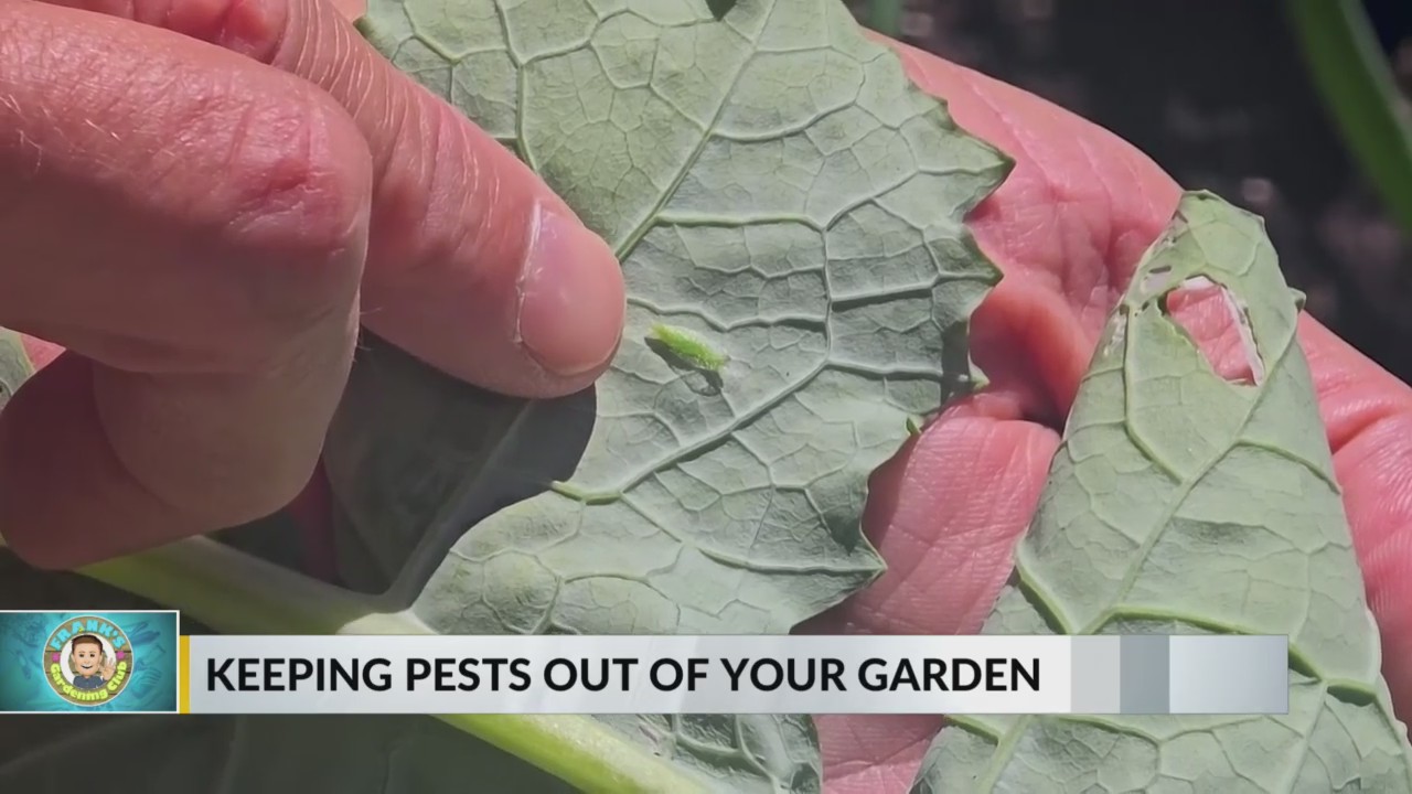 Keeping pests out of your garden