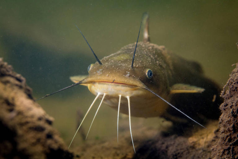 How To Identify Different Types Of Catfish