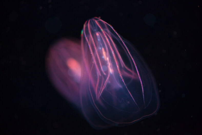 Deep-Sea Creatures Called Comb Jellies Fuse Their Bodies Together When ...