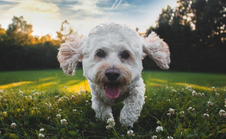 The Importance of Setting Boundaries and Rules for Dogs According to ...