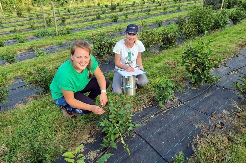 Wales' love affair with nation's favourite drink could reshape its ...