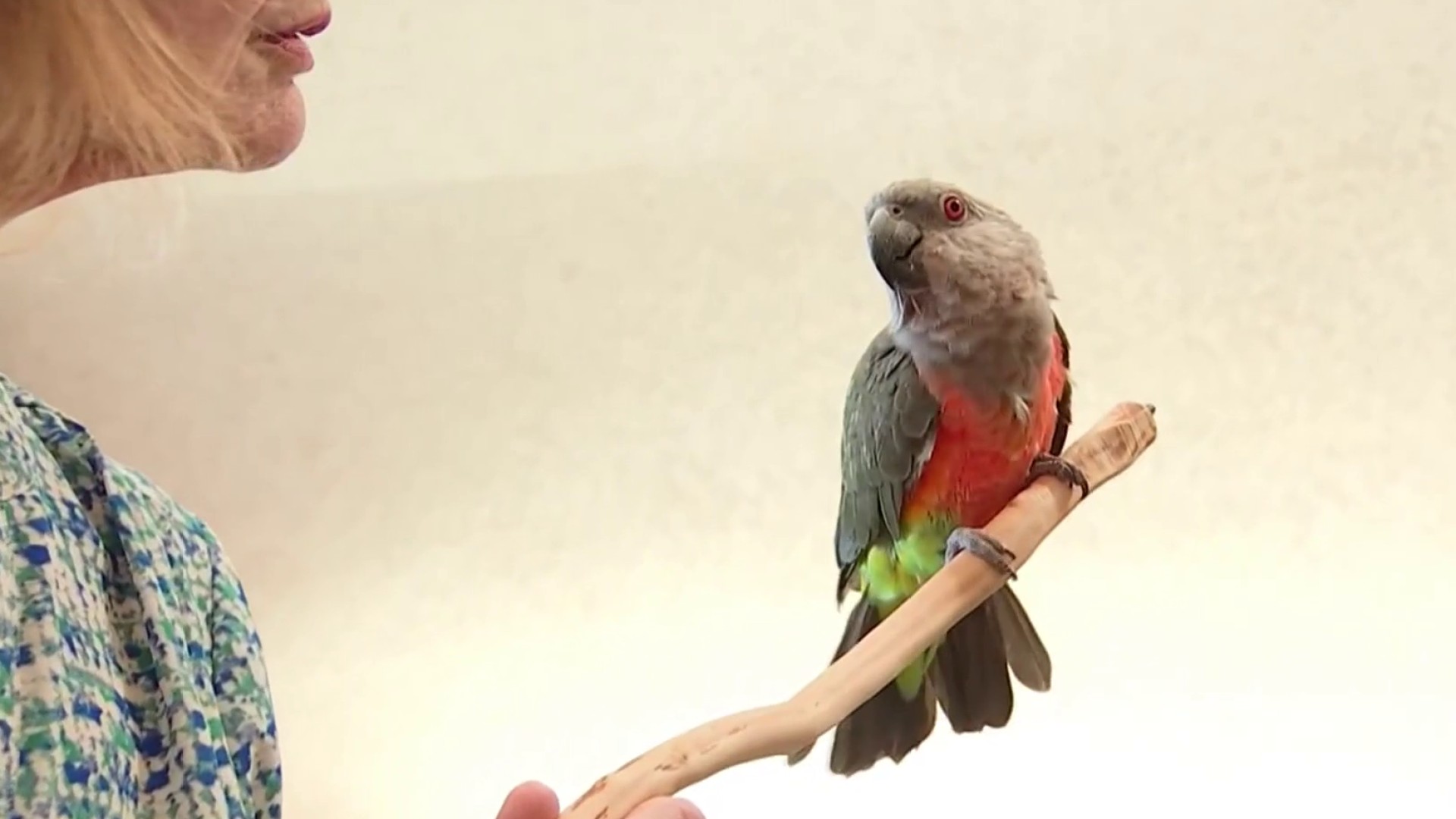 Missing parrot reunited with owner after 8 months since being stolen