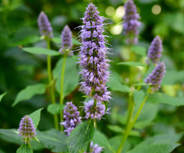 How to grow hummingbird mint in pots – expert advice for a fuss-free ...