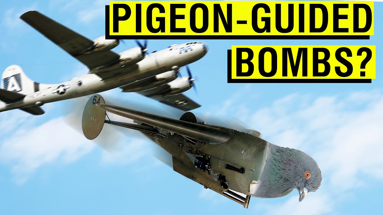 The Secret WWII Project That Used Pigeons as Pilots