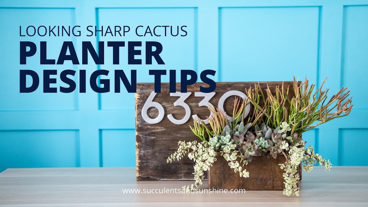 Looking Sharp: Cactus Planter Design Tips