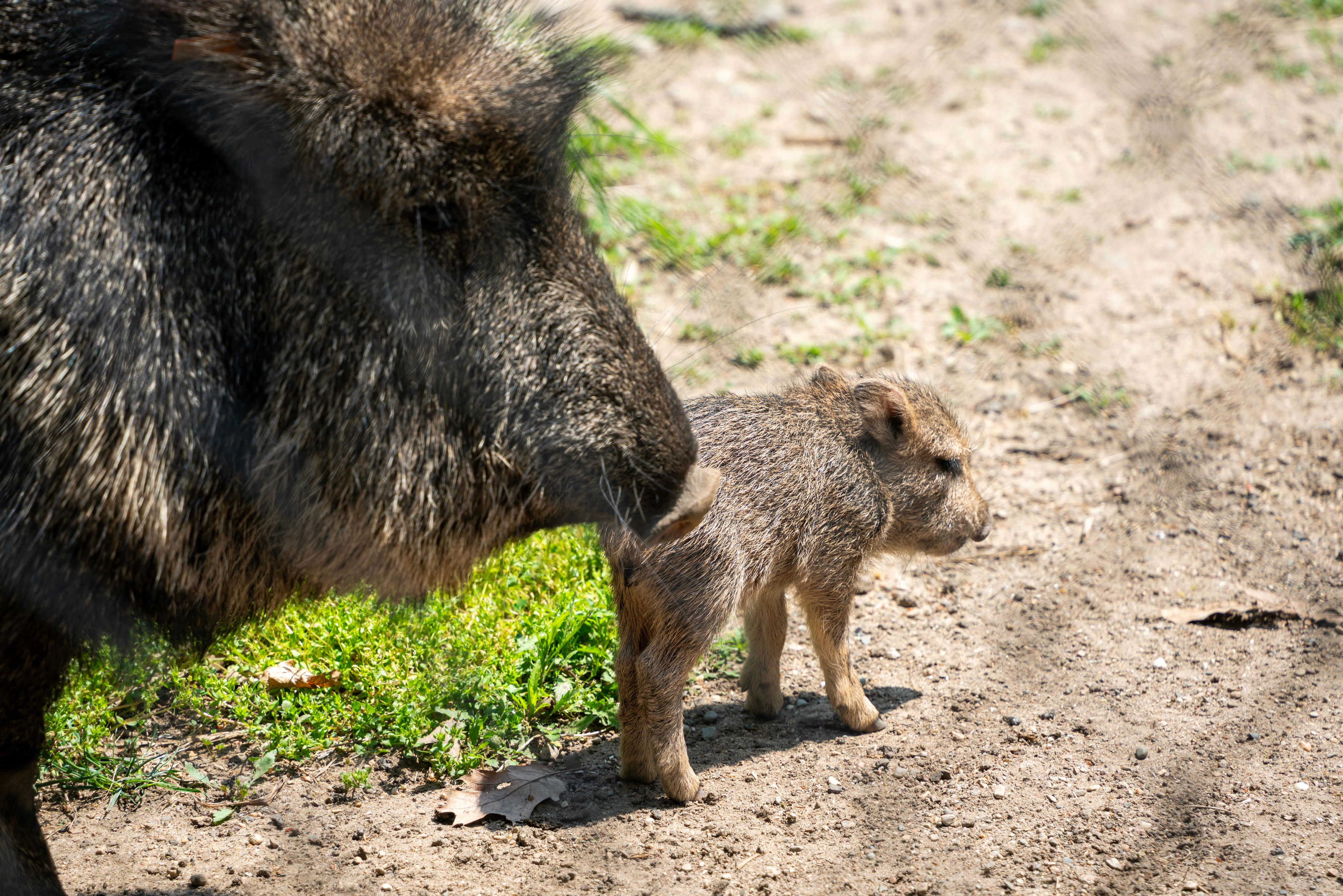 Potawatomi Zoo scores again with six baby peccaries to add to the ...