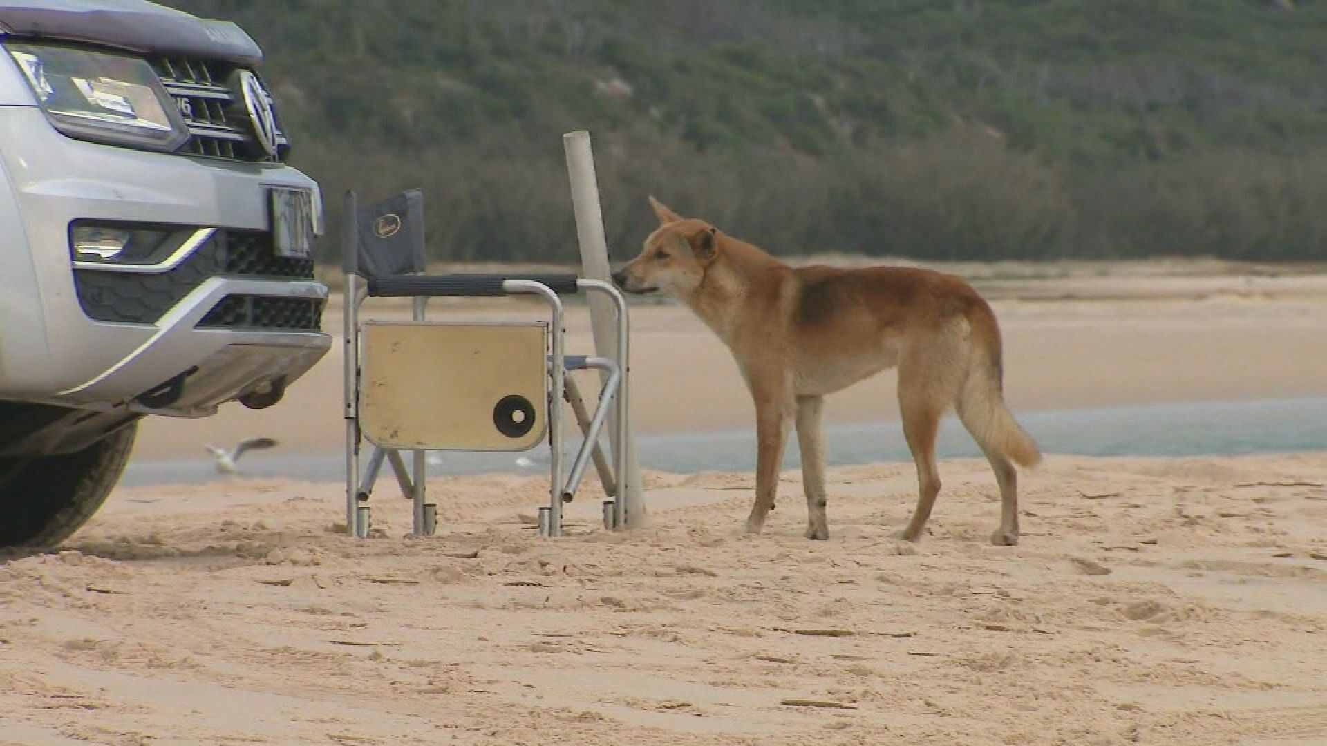 Dingo stabbed after biting young boy on popular Queensland island