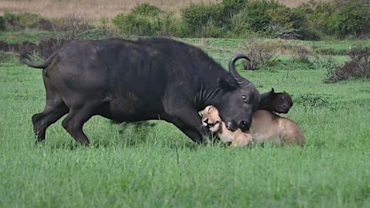 Brave buffalo charges lions to save calf in dramatic Maasai Mara standoff
