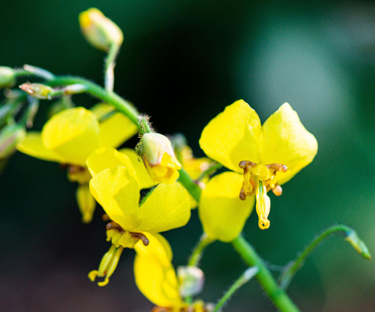 10 of the hardest plants to kill – these effortless garden beauties ...