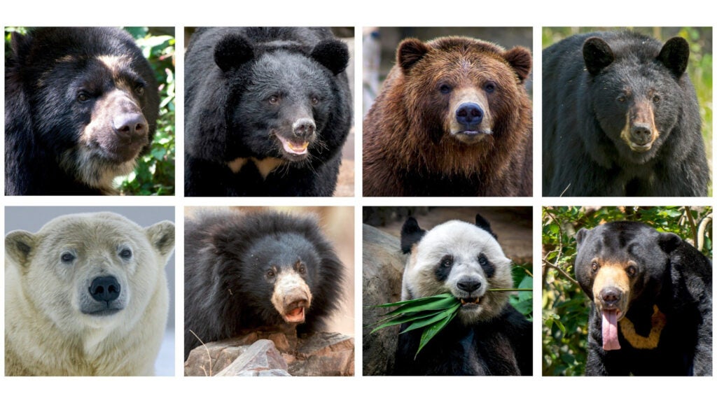 What Kind of Bear Is Best? An Expert Ranks Every Species In The World.