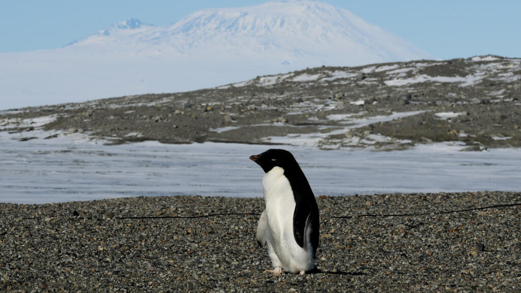 🌟The Bright Side: The surprising climate power of penguin poo
