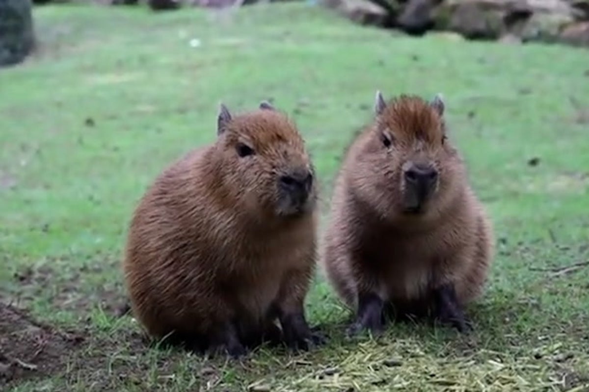 Police seize five capybaras and crack cocaine after car chase