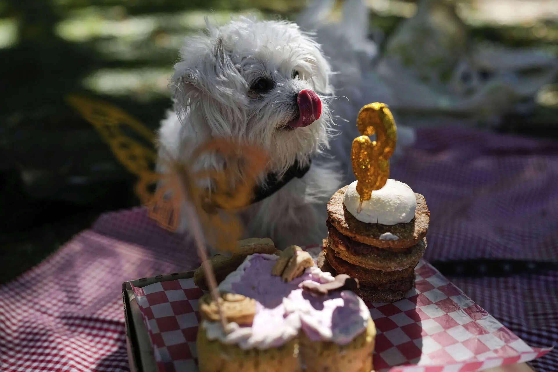 As more Argentines go childless, pampered dogs become part of family