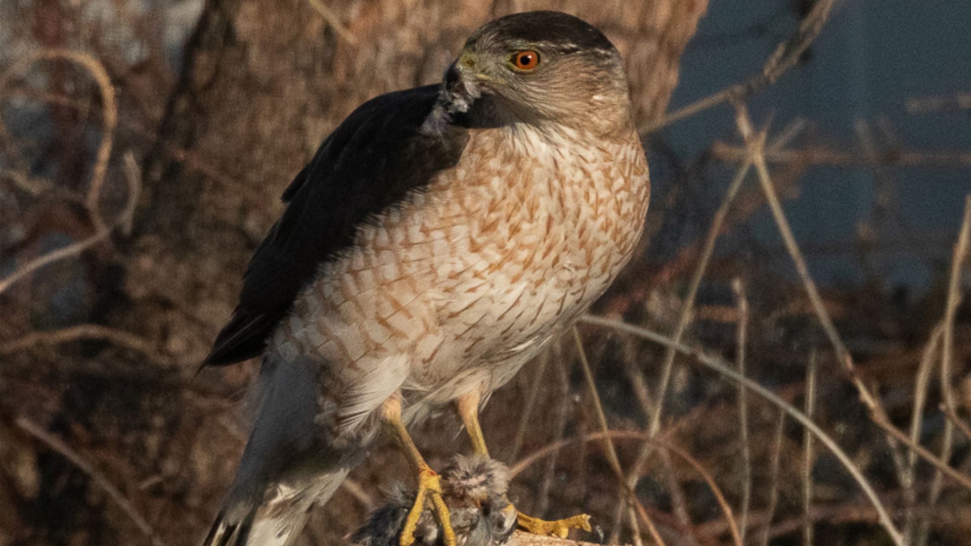 Red light, green light, strike: City hawk times its kill with traffic ...