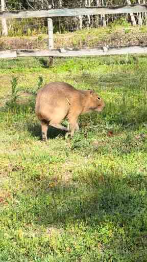 Cheesecake the Capybara – The Funniest & Most Adorable Oddball on the ...