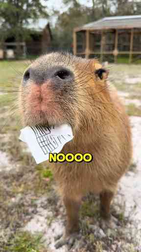 The Cutest Tax Filing Assistant You Never Knew You Needed!