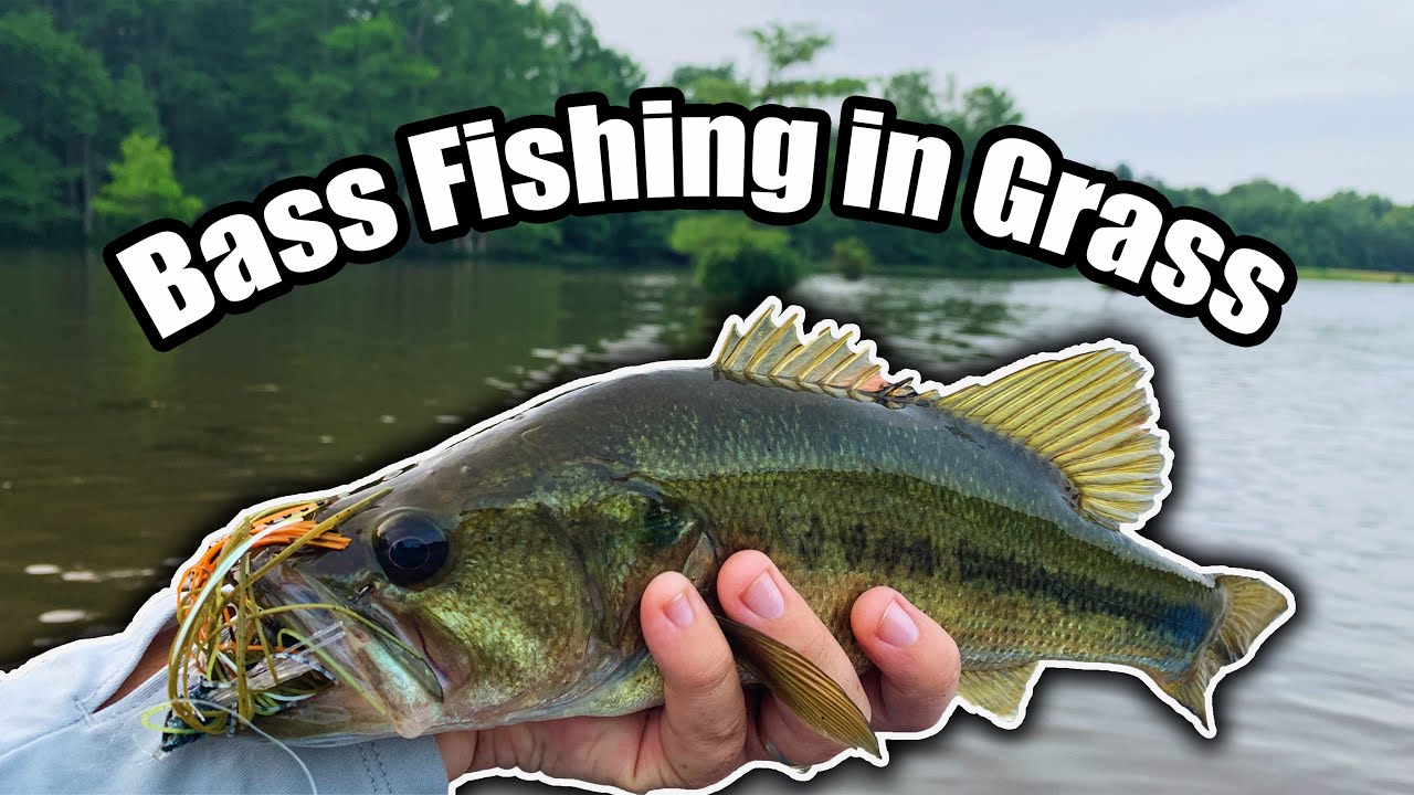 Three Go-To Lures for Bass Fishing in Grass