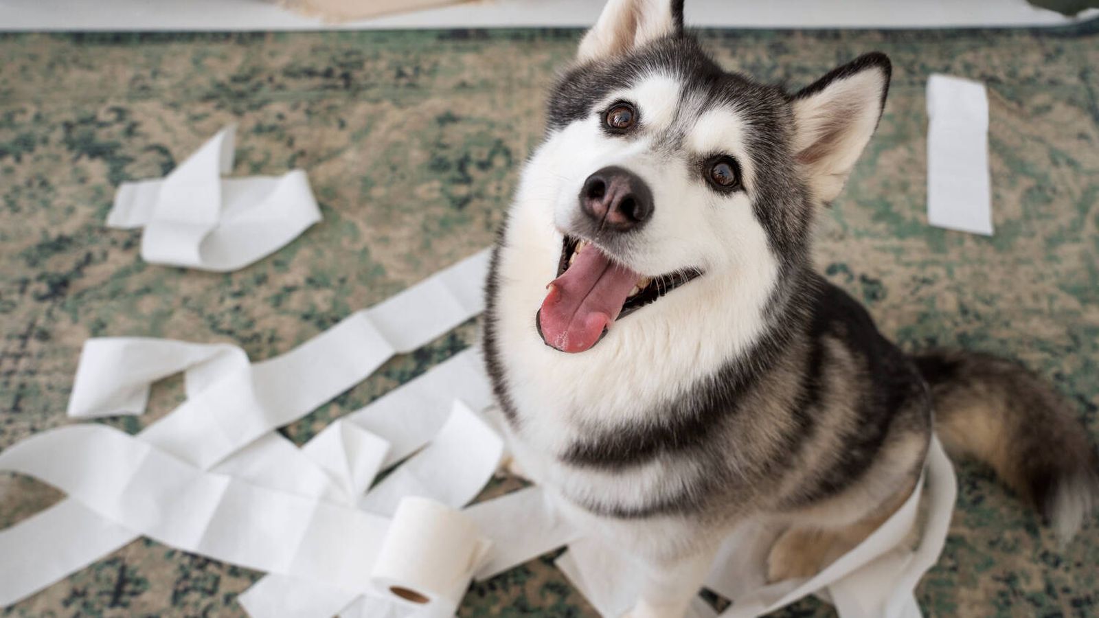 Adiós a la ansiedad canina: el sencillo truco para entrenar a tu perro ...