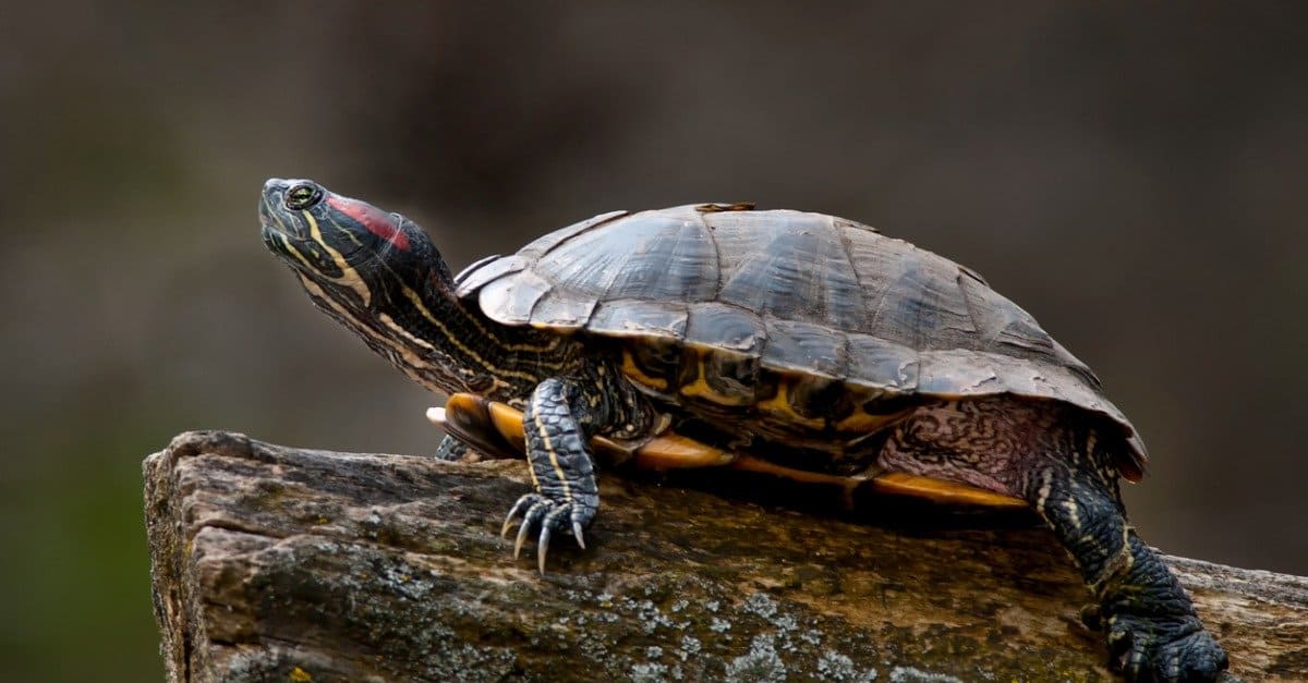 Red-Eared Slider vs. Painted Turtle: What are the Differences?