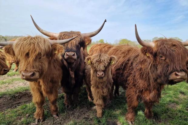 Churchfields Farm to host Magical May half term events for kids