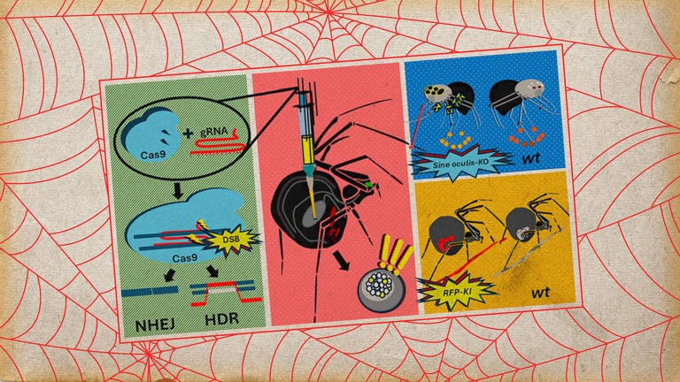 The world’s first genetically modified spider could lead to new ...