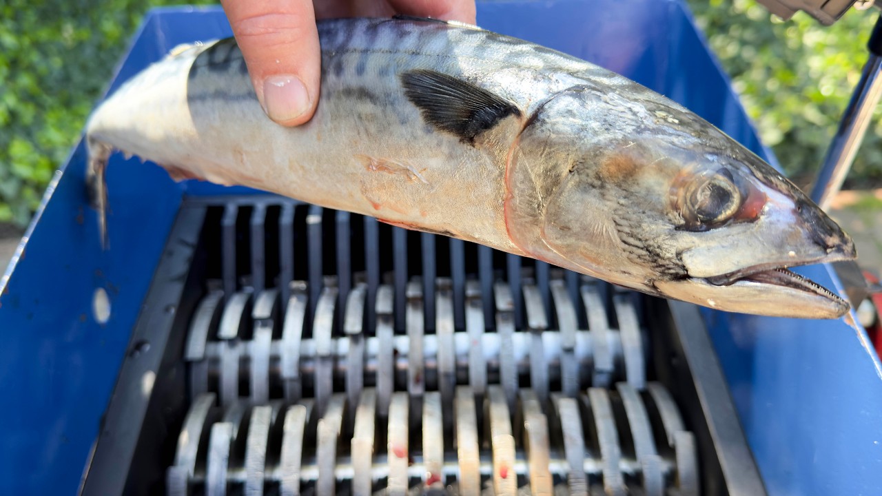 Mackerel Fish vs Fast Shredder!