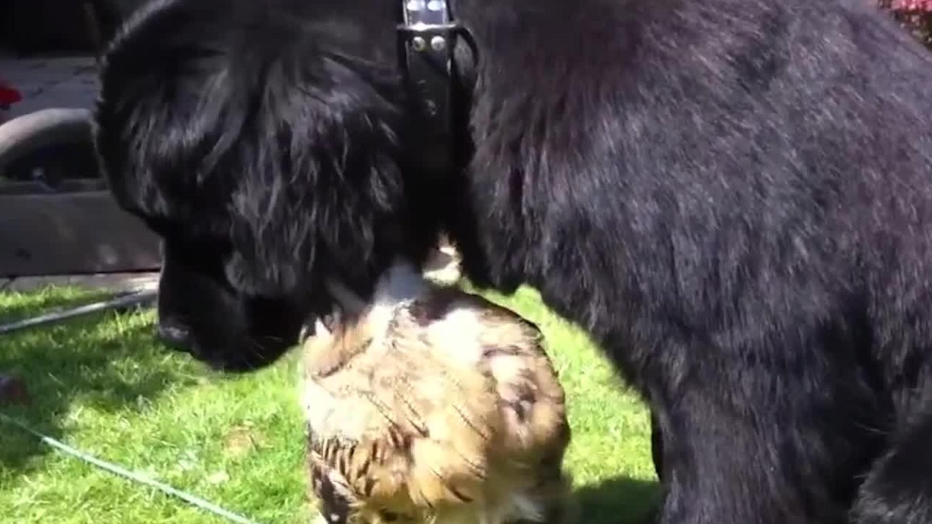 Epic Pets of the Week